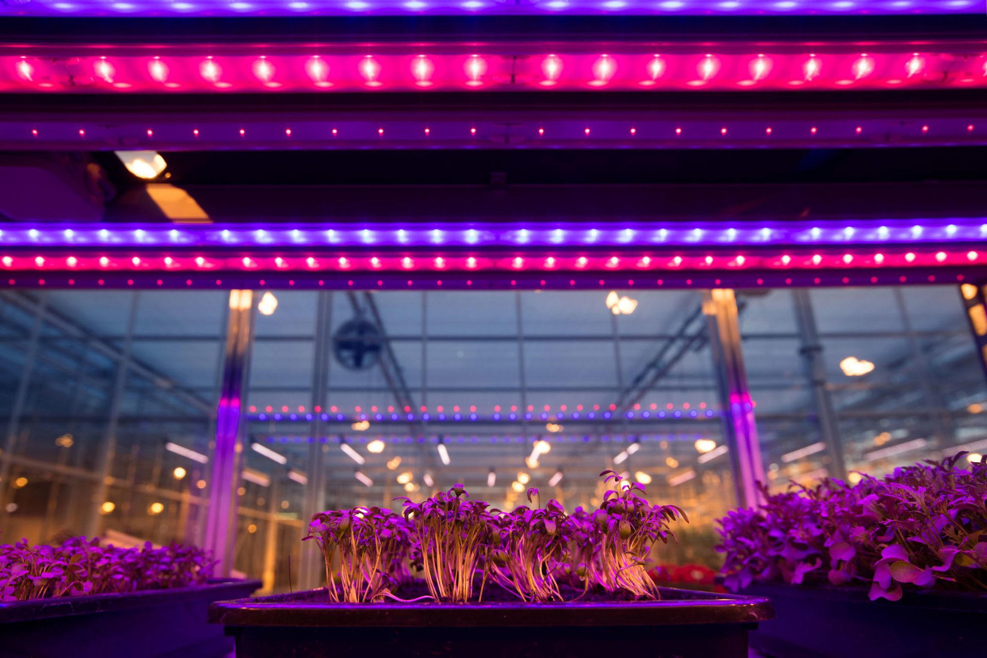 Dutch entrepreneurs join forces - Dutch Greenhouse Delta