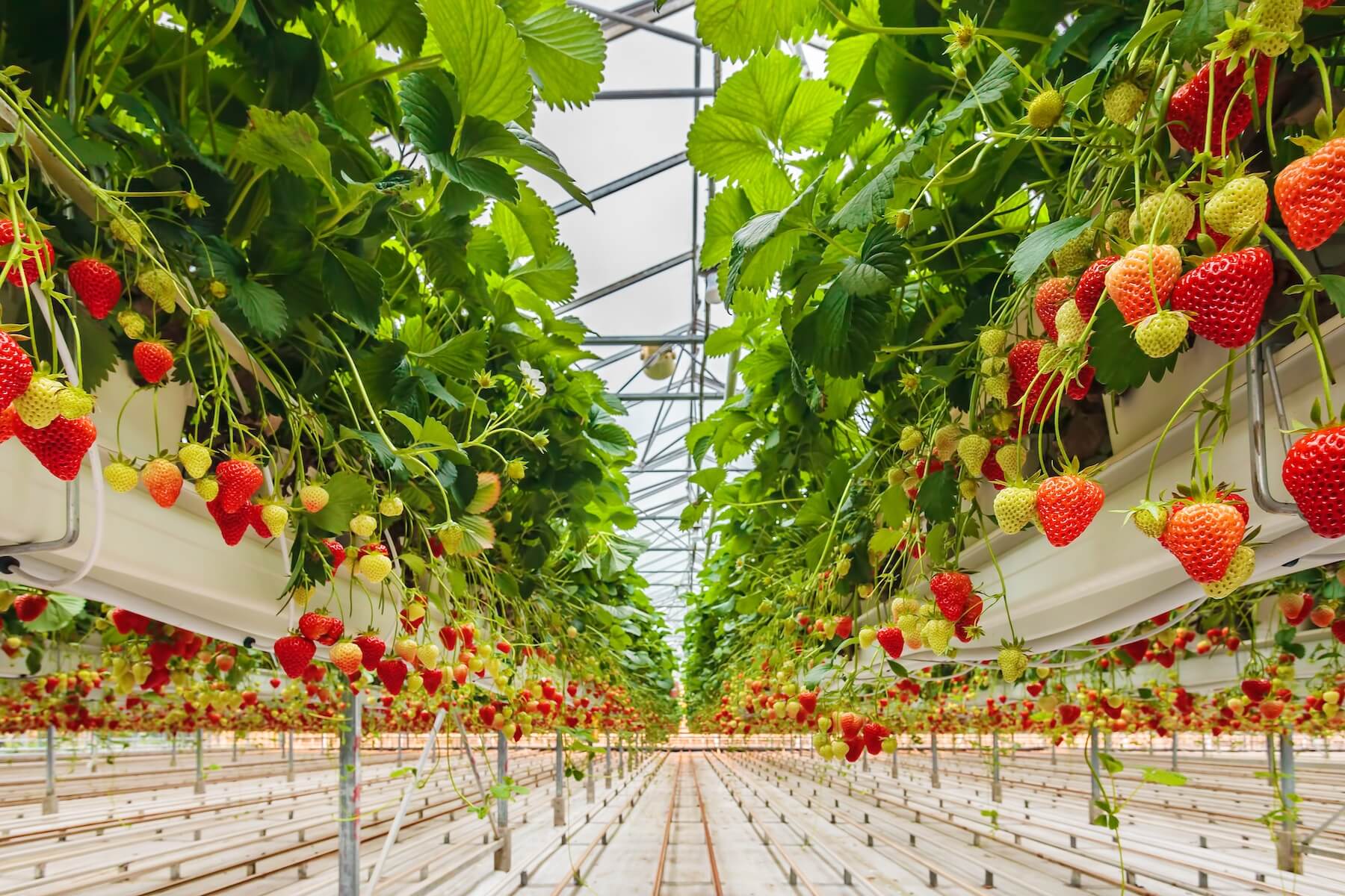 About us - Dutch Greenhouse Delta